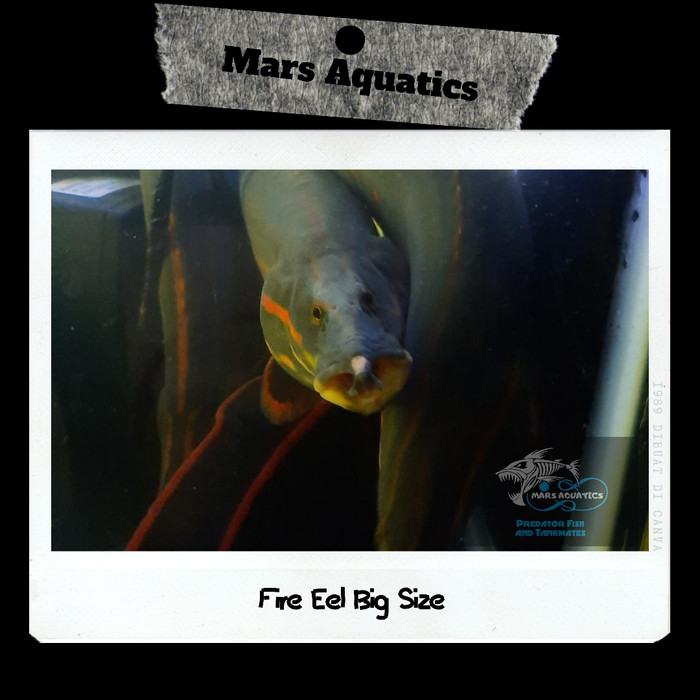 Jual HIASAN AQUARIUM IKAN SILI API BIG SIZE FIRE EEL JUMBO HIGH QUALITY ...