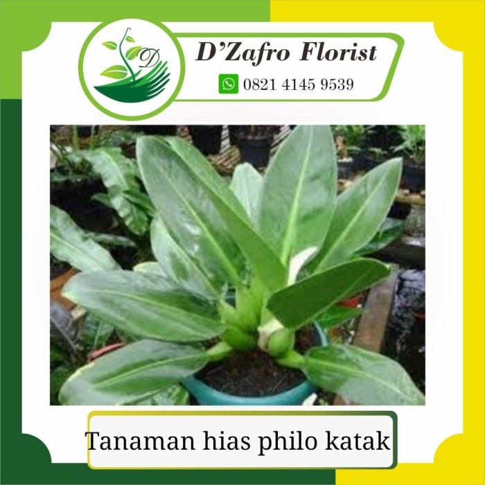 Jual tanaman hias philo katak - Kota Batu - Dezafro Florist | Tokopedia