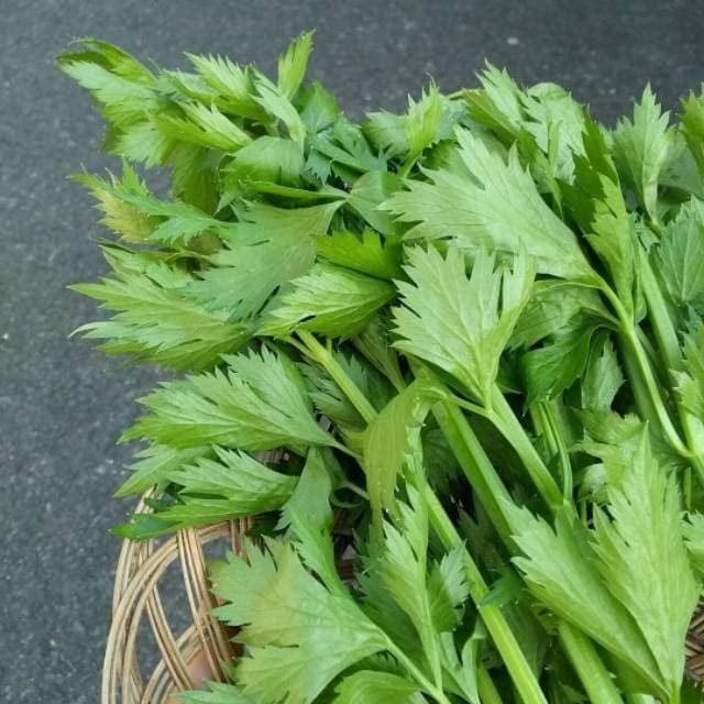 Jual 200 Biji - Benih Seledri AMIGO - Benih/Bibit Seledri Murah - Kota ...