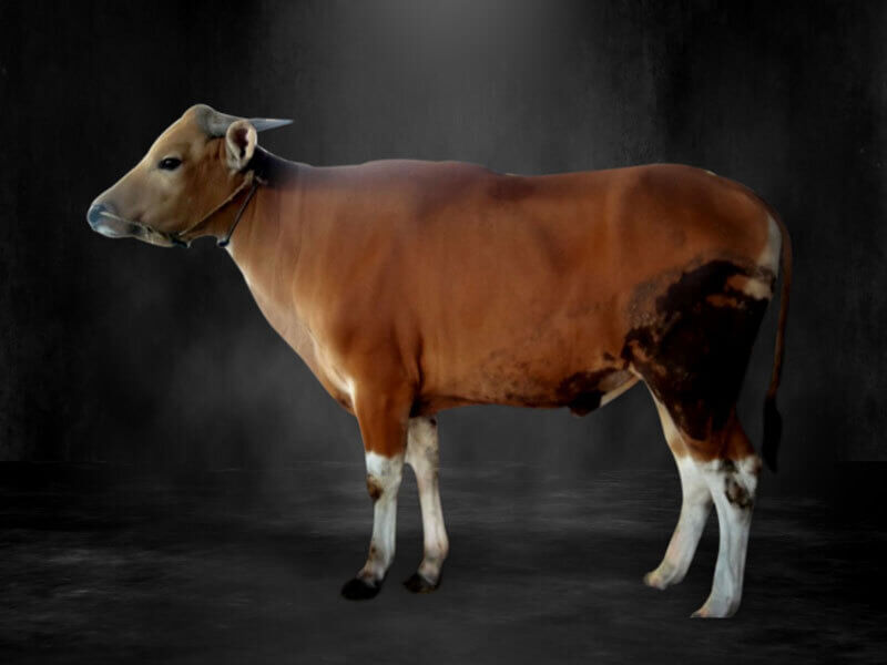 Jual Sapi Qurban Berkualitas & Sesuai Syarat Qurban | Tokopedia Salam